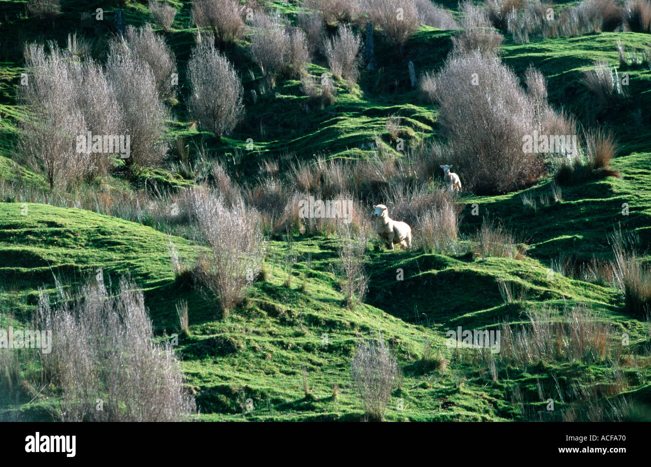 Sheep and curious lamb hiding in landscape at Stratford Taumarunui ...