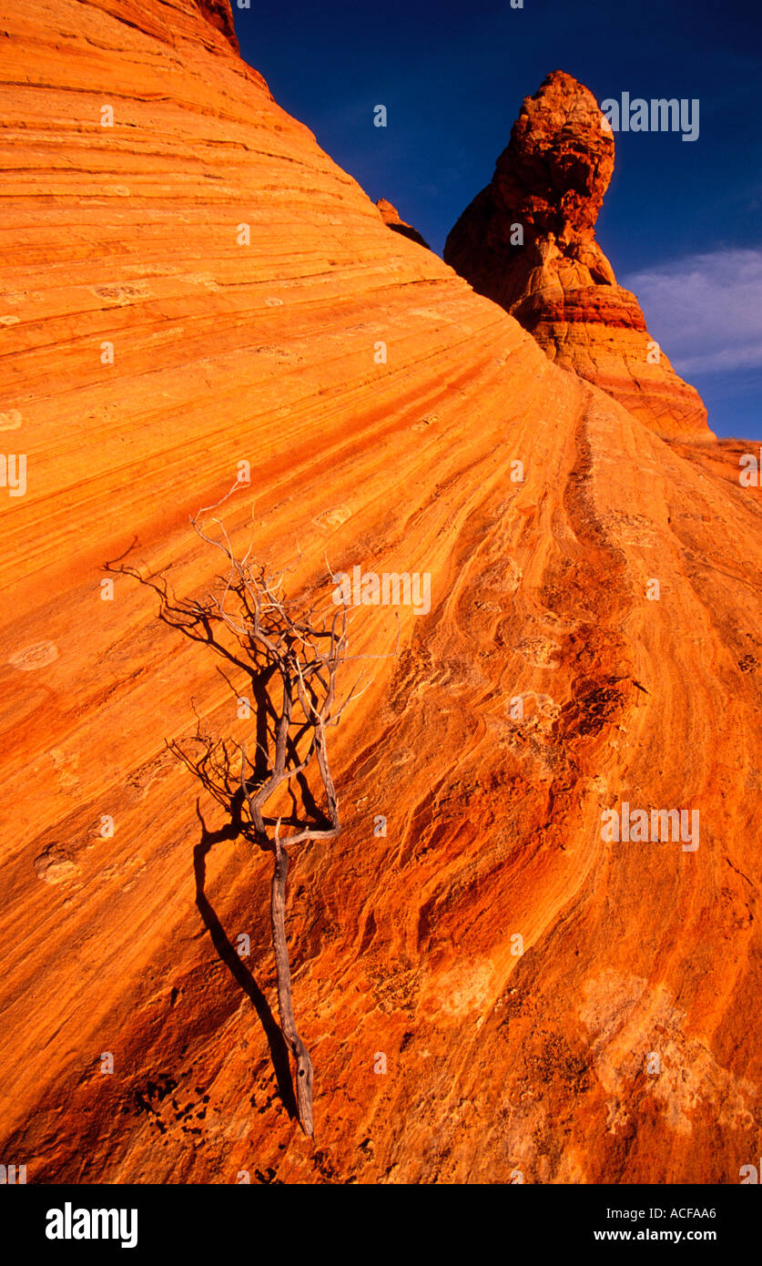 Desicated twig on the petrified sandunes in Coyote Butte South in the ...