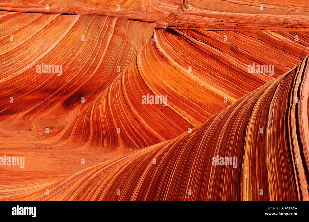 Fin patterns hi-res stock photography and images - Alamy
