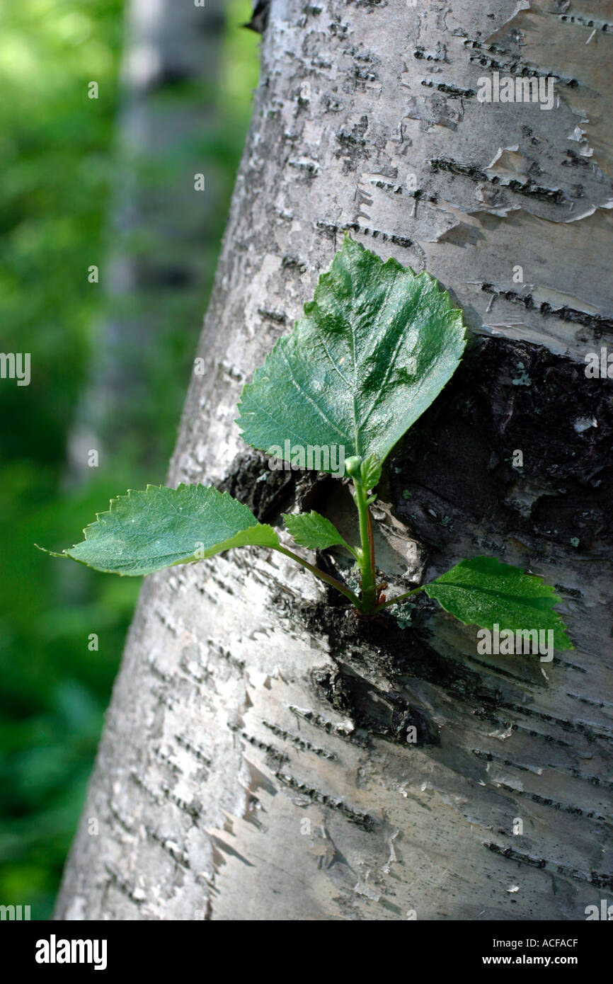 Budding leaves on on birch trunk Stock Photo - Alamy