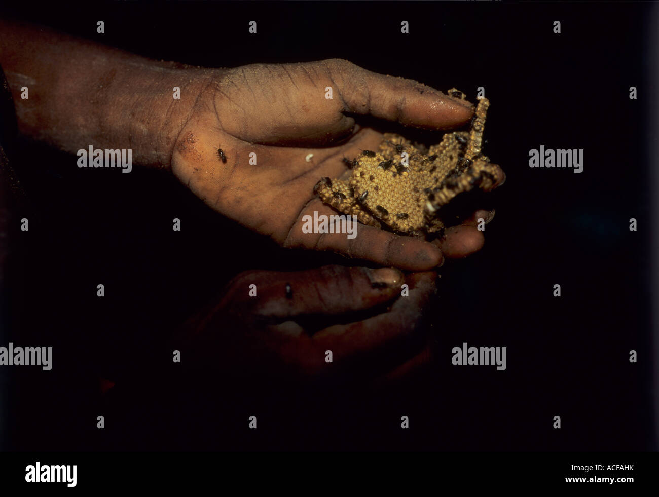 Stingless honey bees hi-res stock photography and images - Alamy