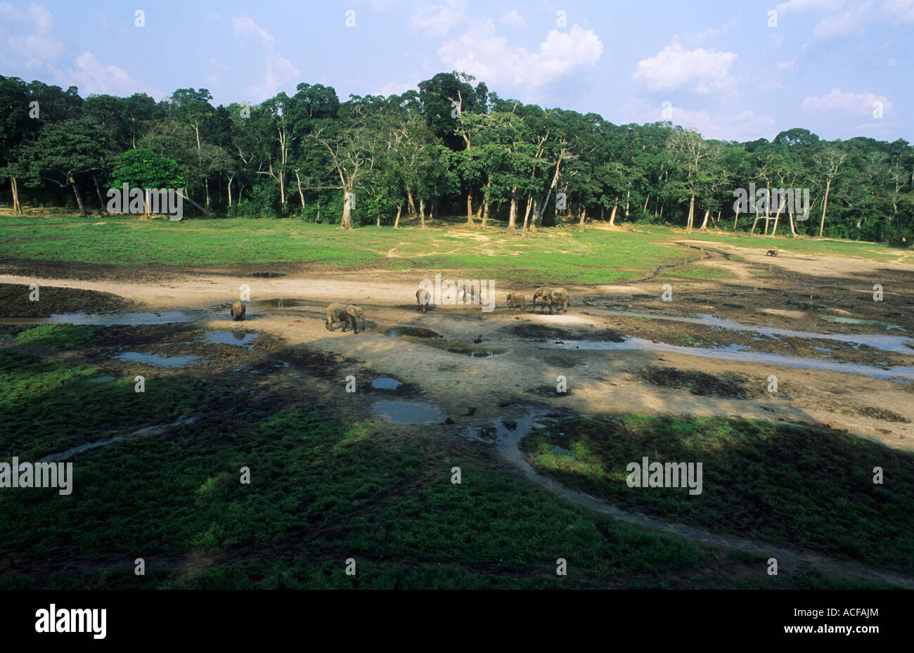 Forest elephants at a bai Dzangha / Sangha National Park; Central ...