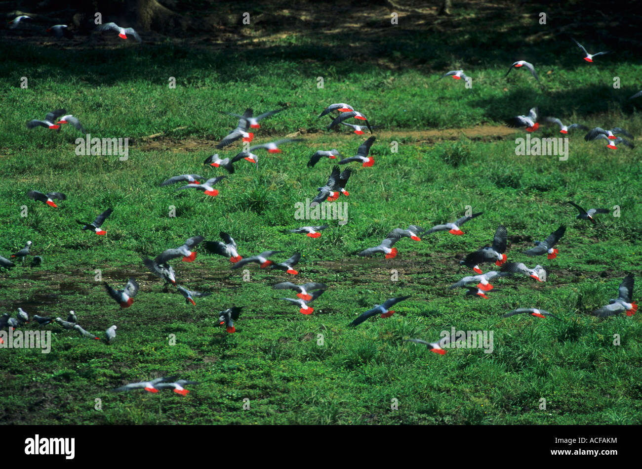 African grey parrots hi-res stock photography and images - Alamy