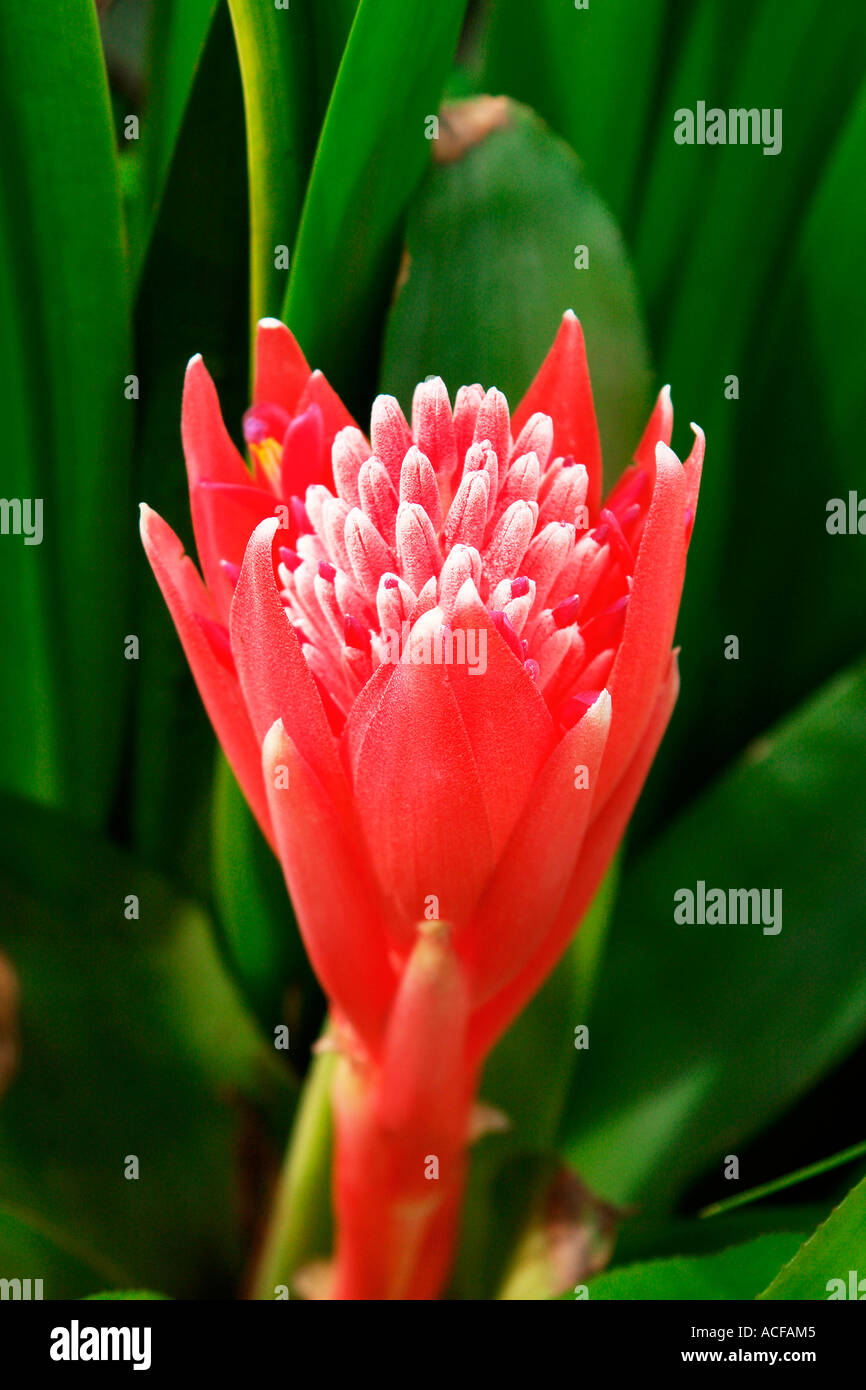 Flaming torch flower hi-res stock photography and images - Alamy