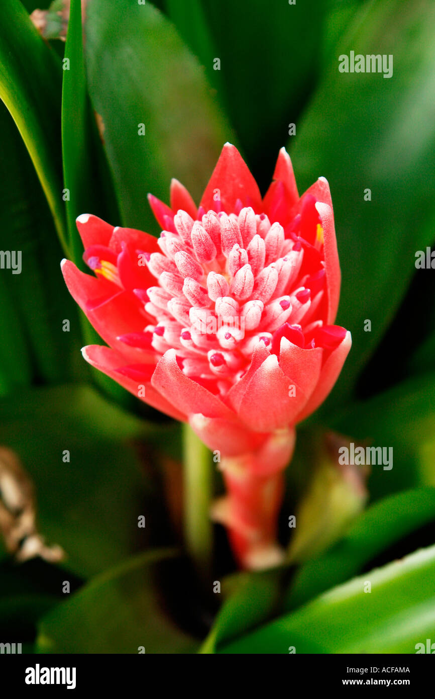 Flaming Torch Flower High Resolution Stock Photography and Images - Alamy