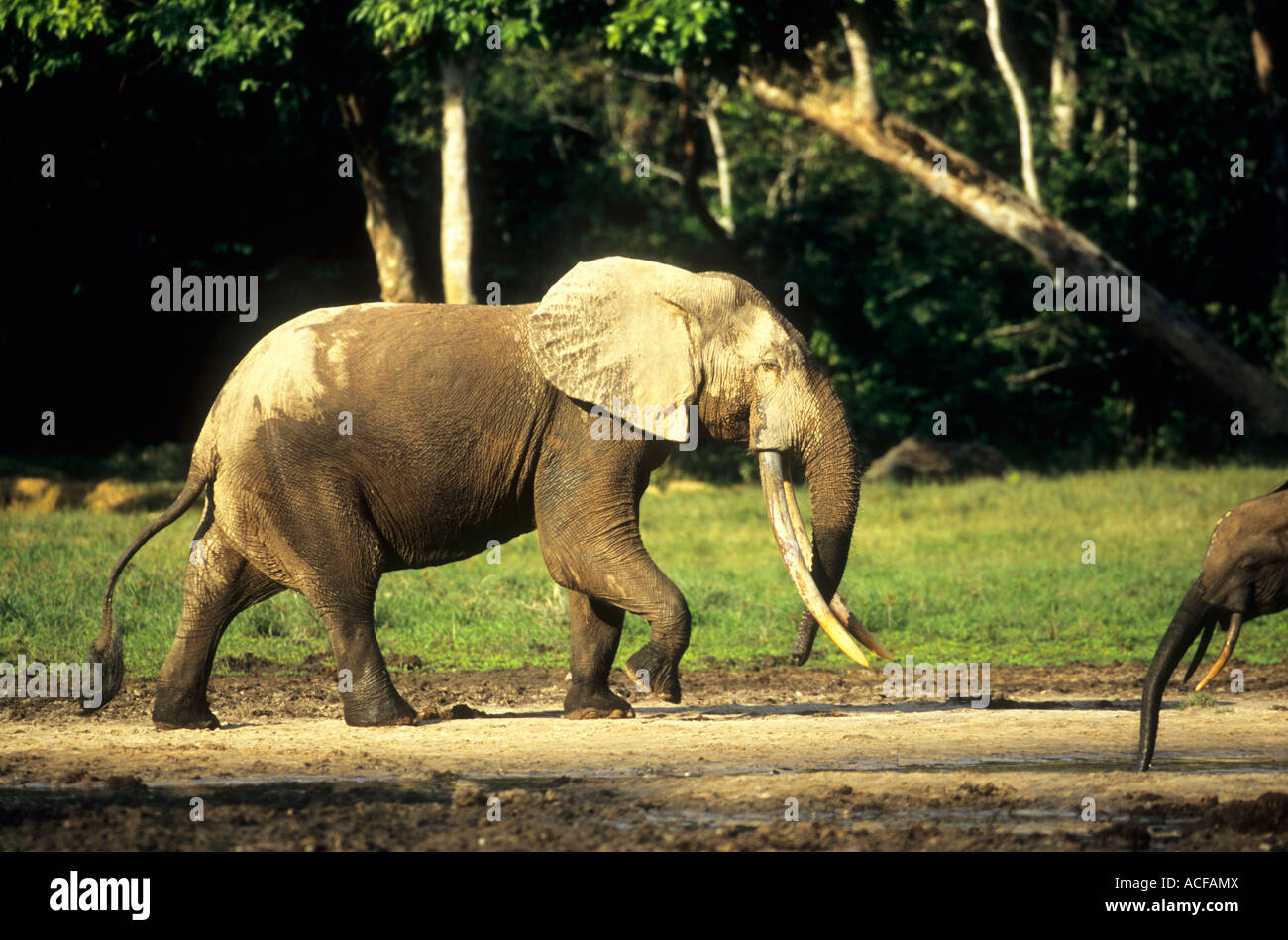 Forest elephant bull with massive tusks at a bai Dzangha / Sangha ...