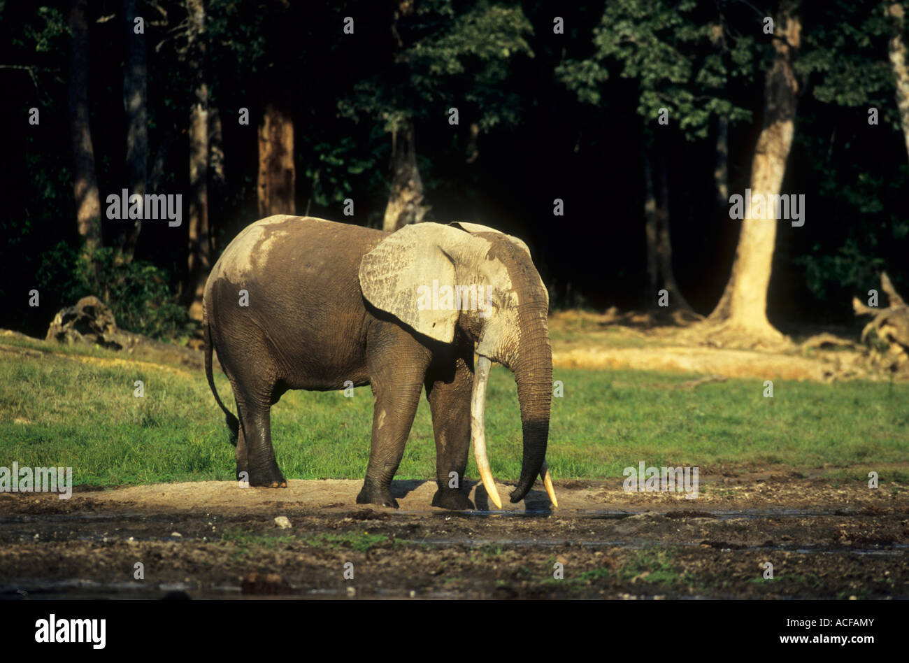 Forest elephant bull with massive tusks at a bai Dzangha / Sangha ...