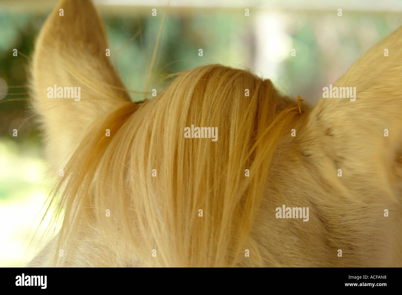horse ears and fringe Stock Photo - Alamy