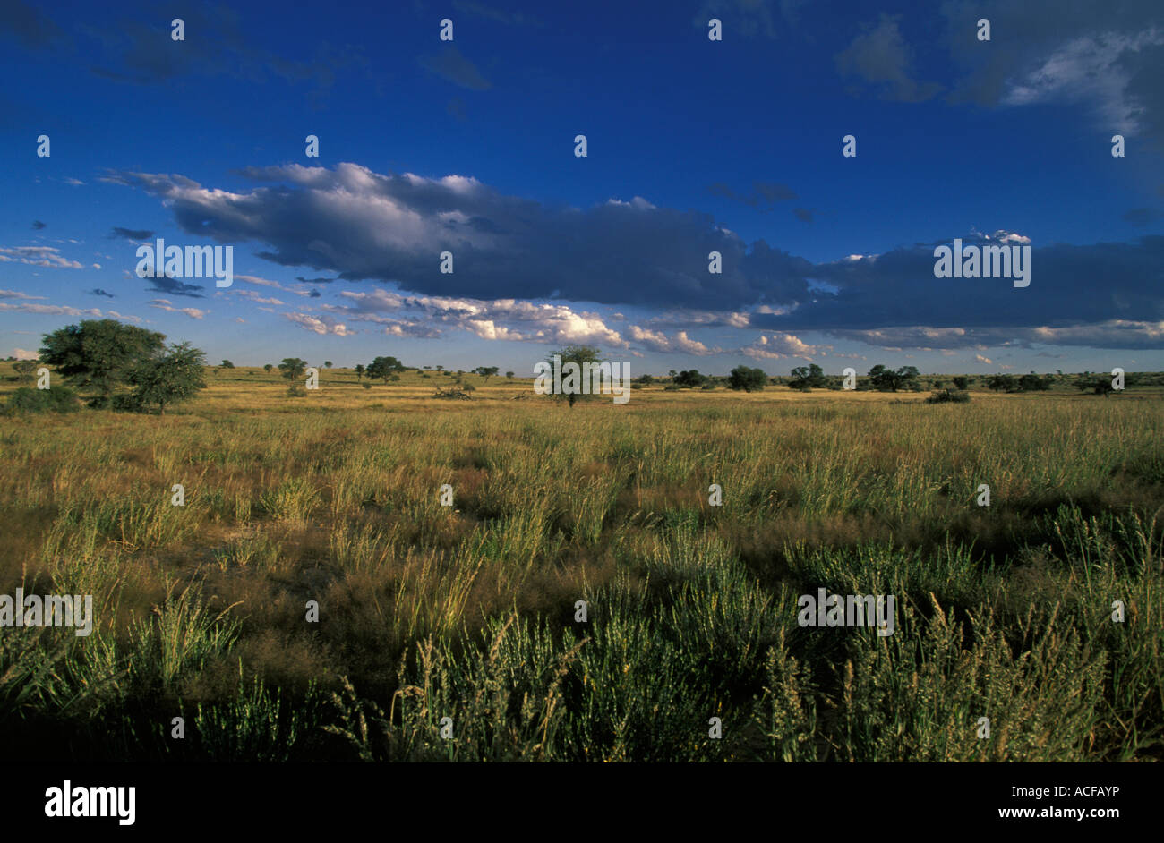Kalahari savannah landscape with cloudy sky Kalahari Gemsbok Park ...