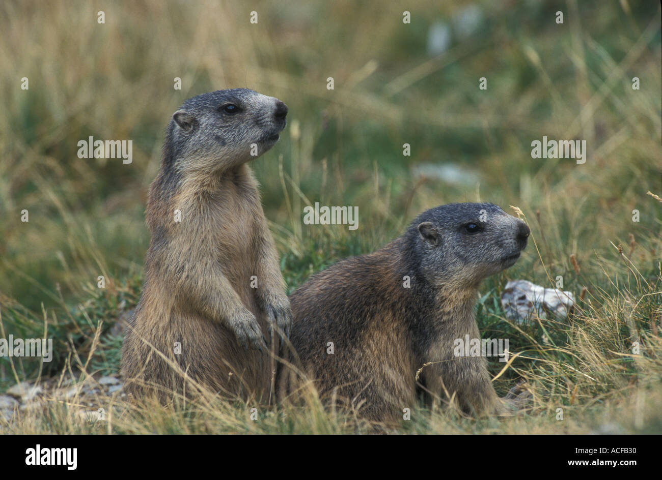 Marmots marmota marmota in avers valley Switzerland Stock Photo - Alamy