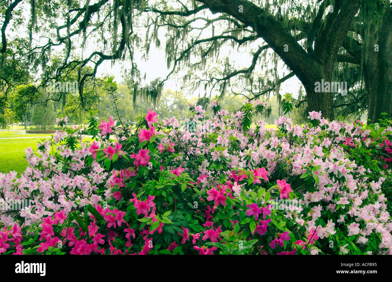 Azalea blossoms and Spanish moss in the parks of Savannah Georgia Stock ...
