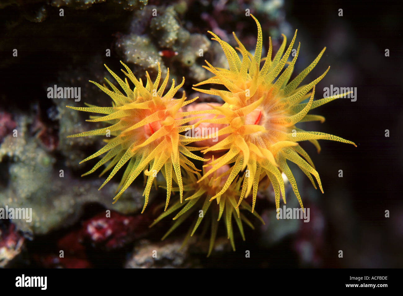 Sea coral polyps Stock Photo - Alamy