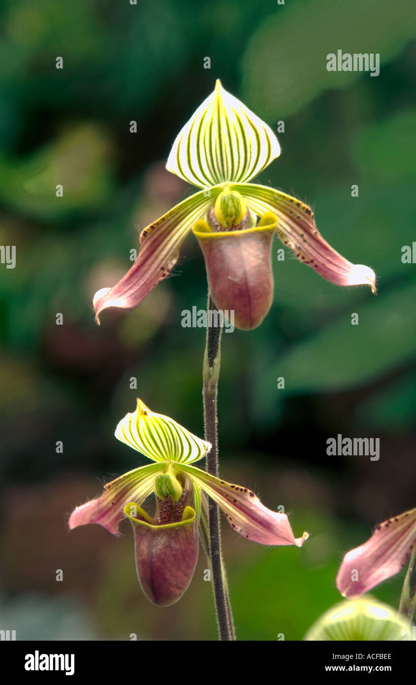 Orchids of the Genus Paphiopedilum in the Atlanta Botanical Gardens ...