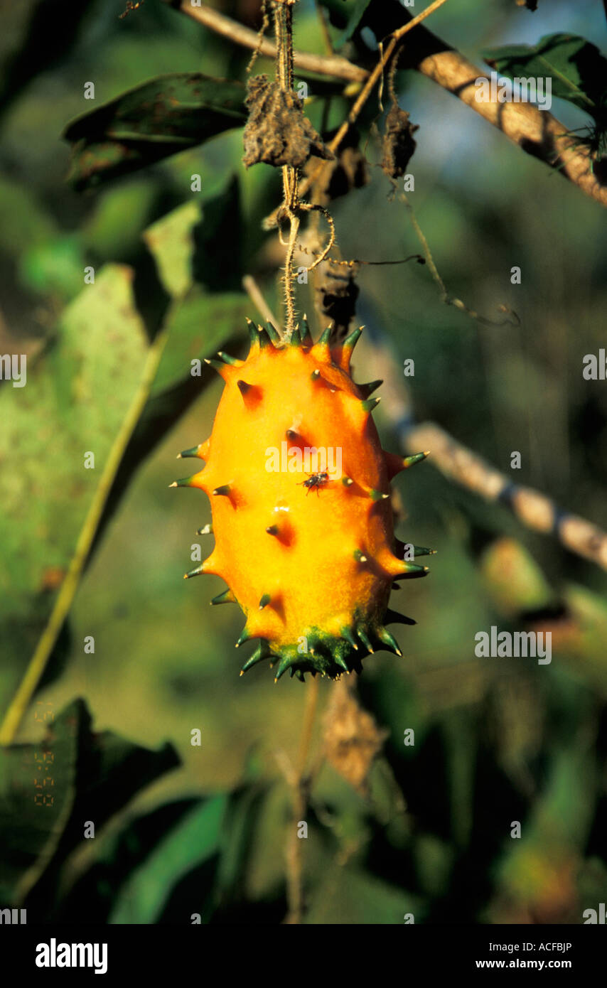 Close-up of wild cucumber fruit Buffelshoek, Sabi Sand Game Reserve ...