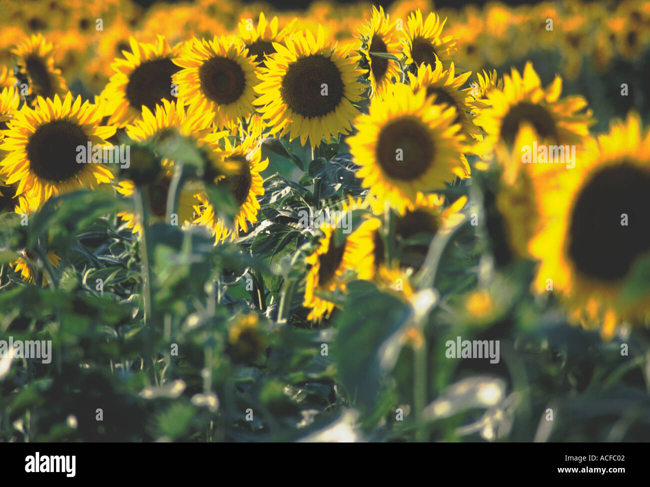 Radiant golden flowers hi-res stock photography and images - Alamy
