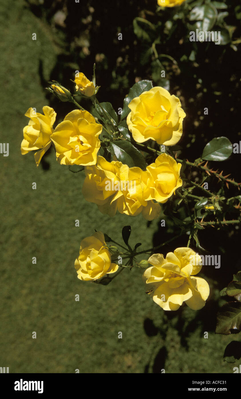 Rose Garden Rosa Bright Smile Stock Photo - Alamy