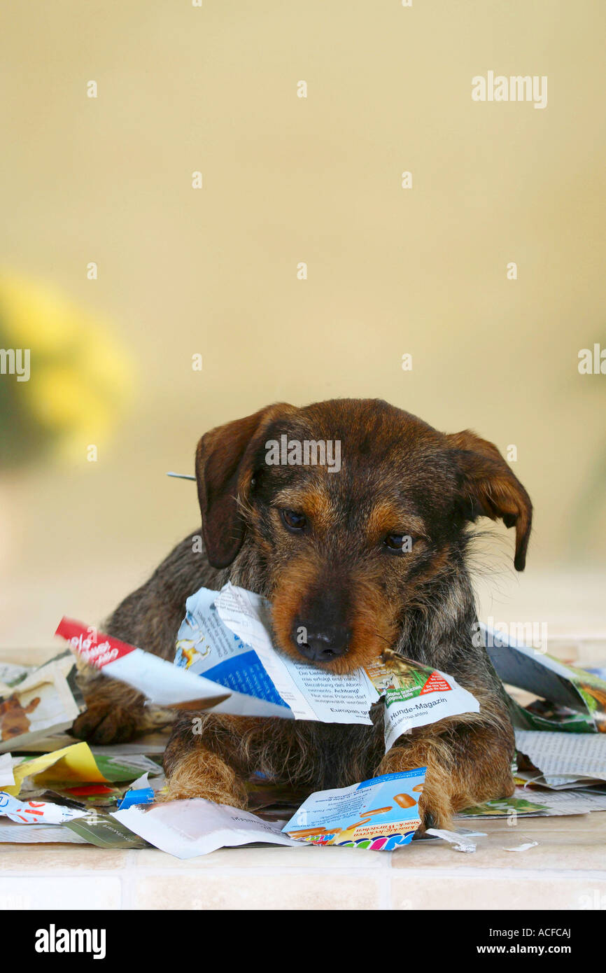 Tearing at her hi-res stock photography and images - Alamy