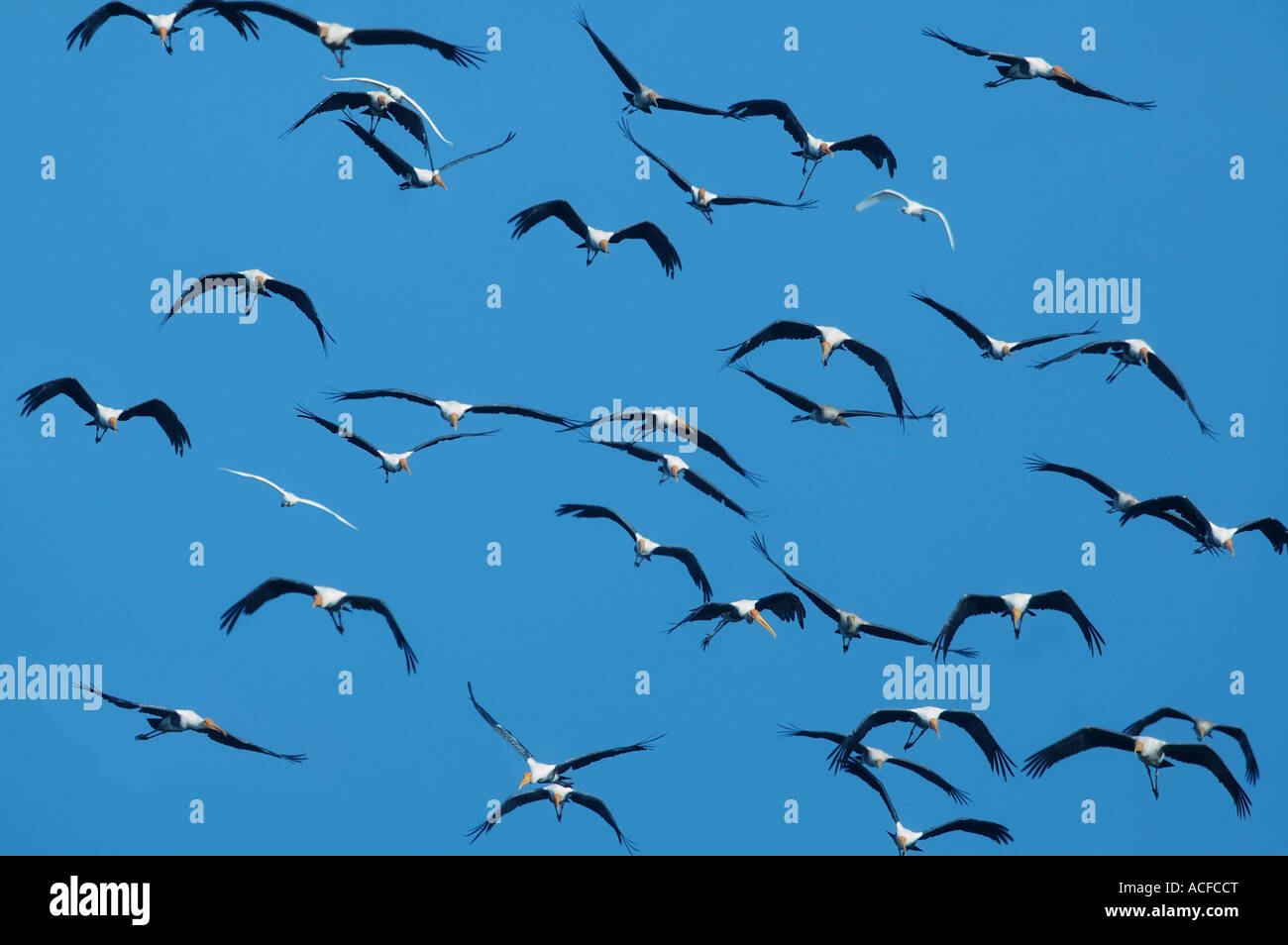 A flock of Painted Storks, Asian Openbill Storks and Eurasian Spoonbill ...