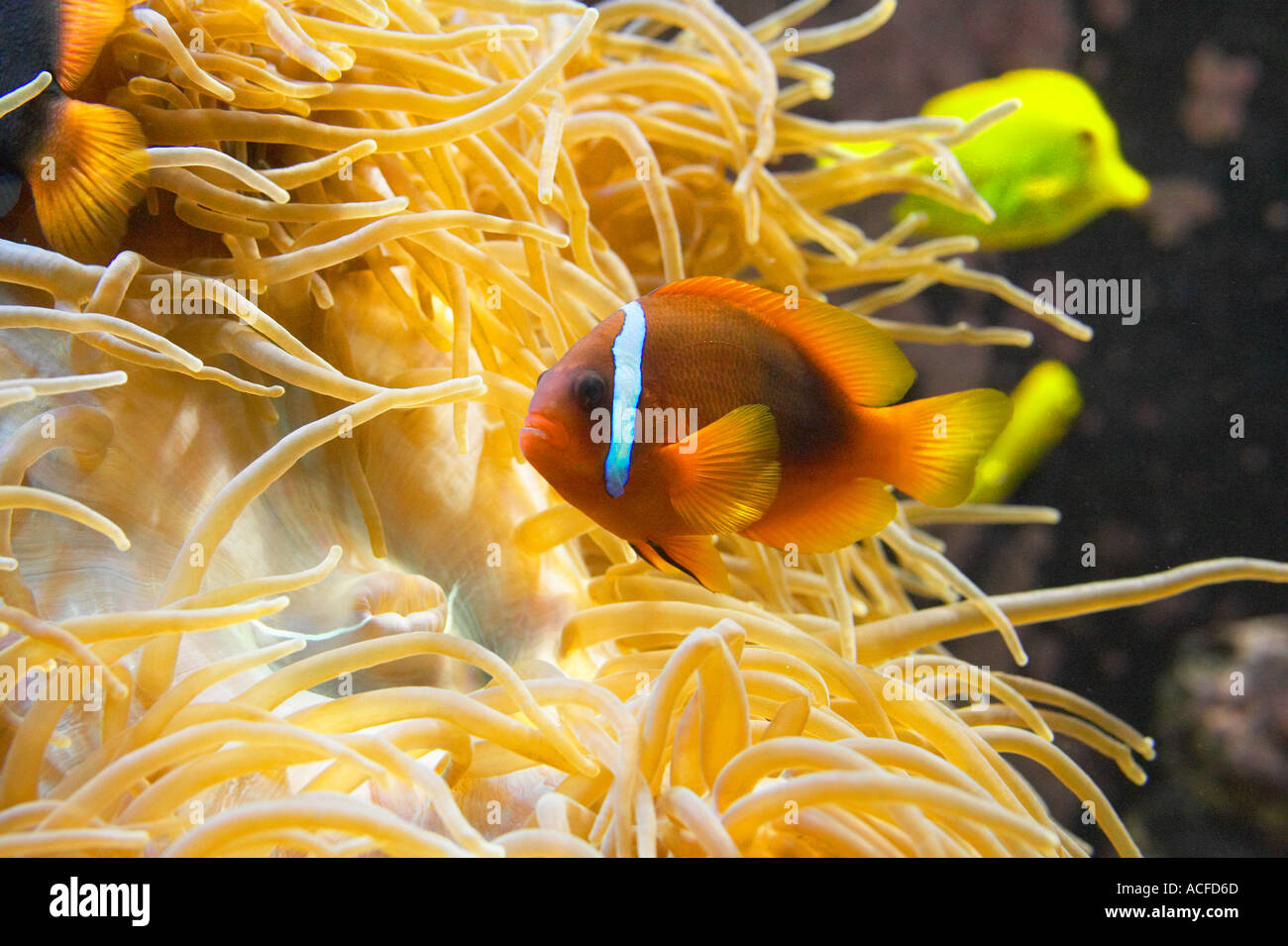 Fish in Aquarium Stock Photo - Alamy