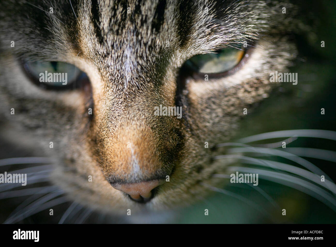 Face of Cat Stock Photo - Alamy