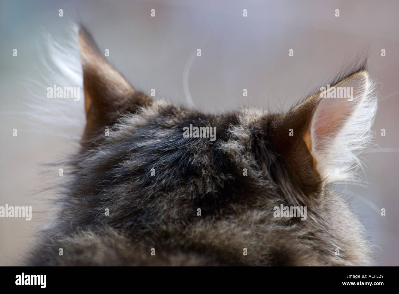 Cat ears hi-res stock photography and images - Alamy