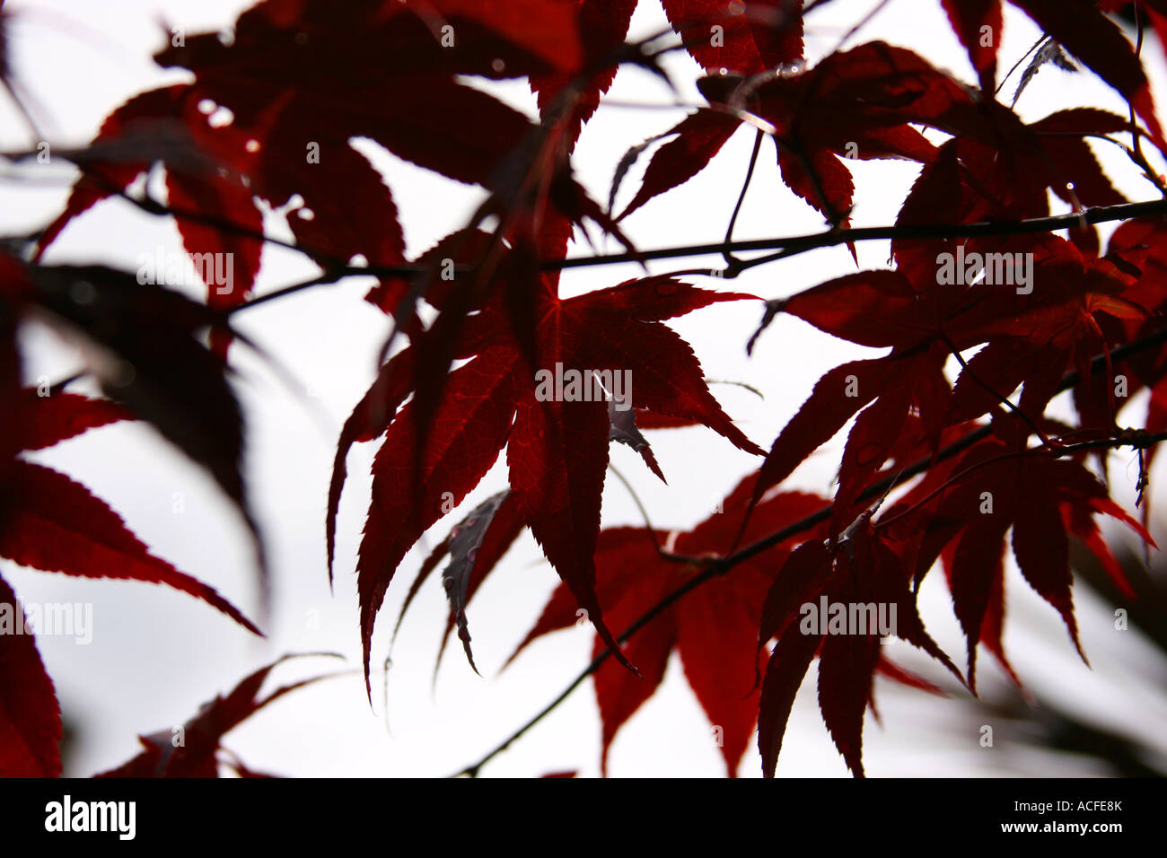 Silhouette of dark red Japanese Maple leaves Stock Photo - Alamy