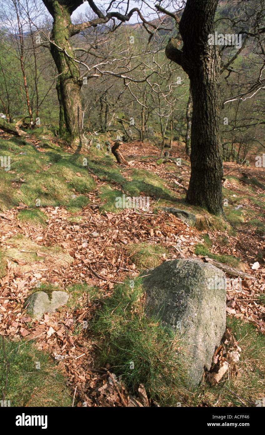 Ladybower Wood Derbyshire Wildlife Trust England UK Stock Photo - Alamy