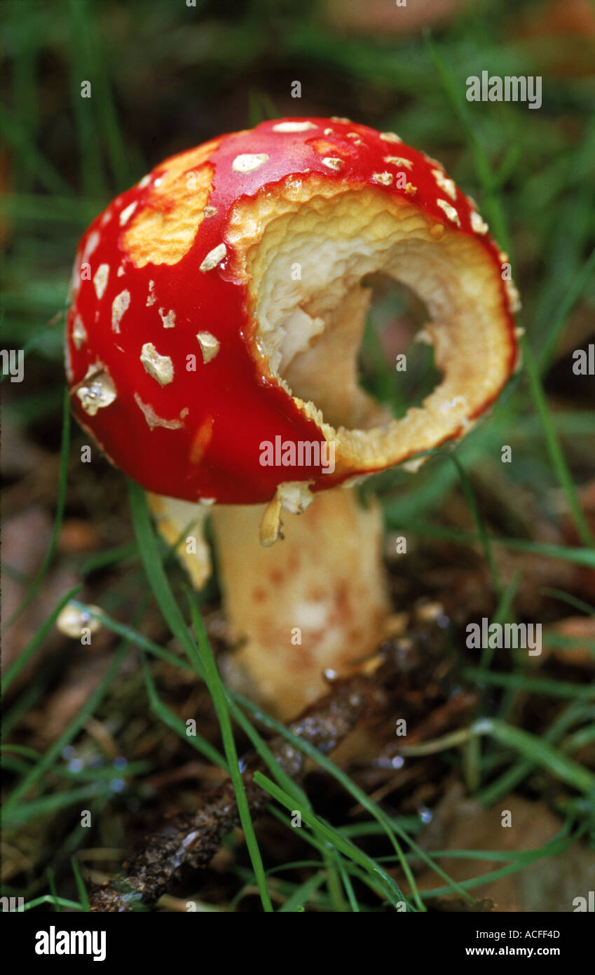 Poisonous toadstool fly agaric Amanita muscaria didn t discourage a ...