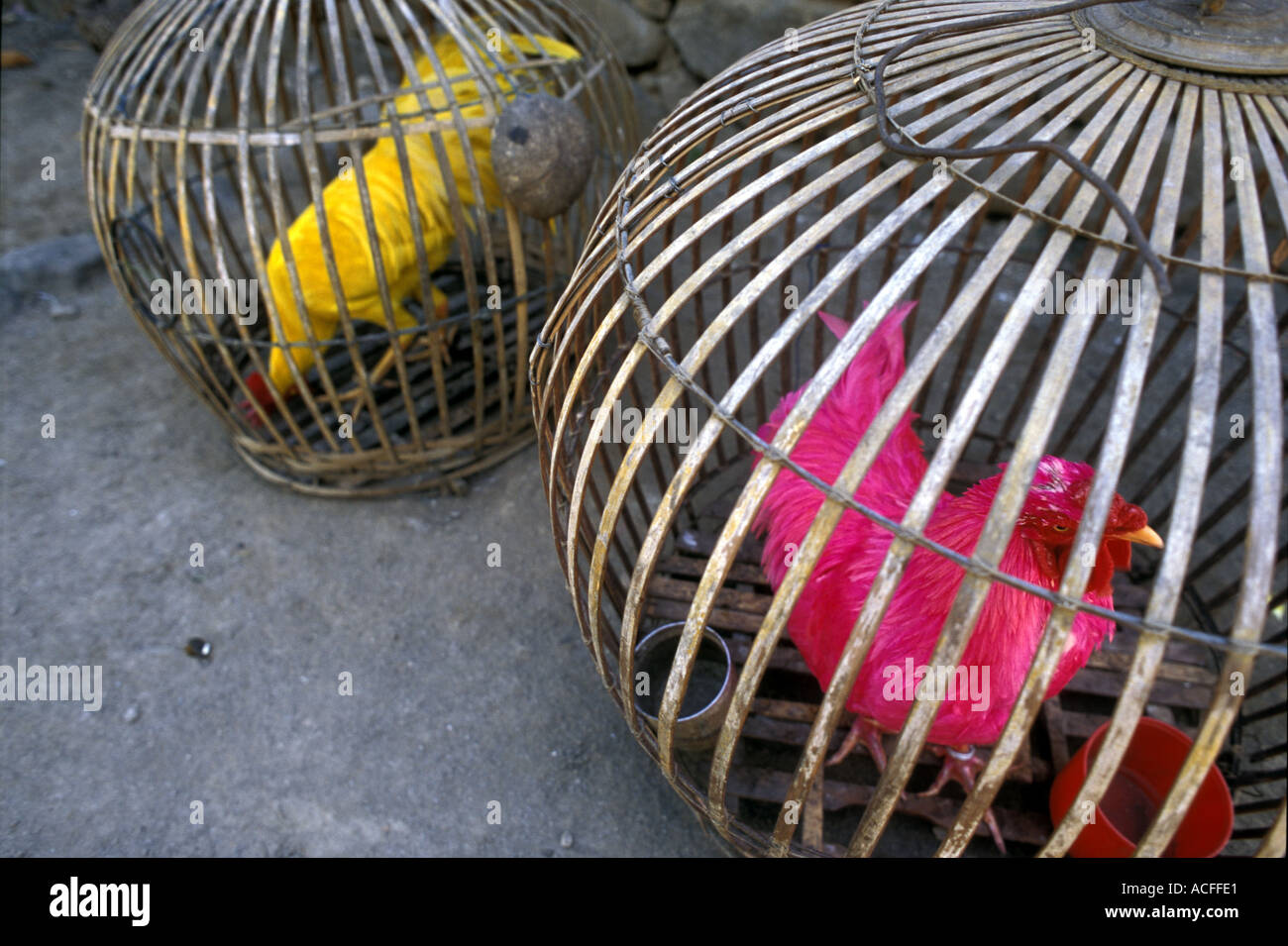 INDONESIA Bali Caged chickens Stock Photo - Alamy