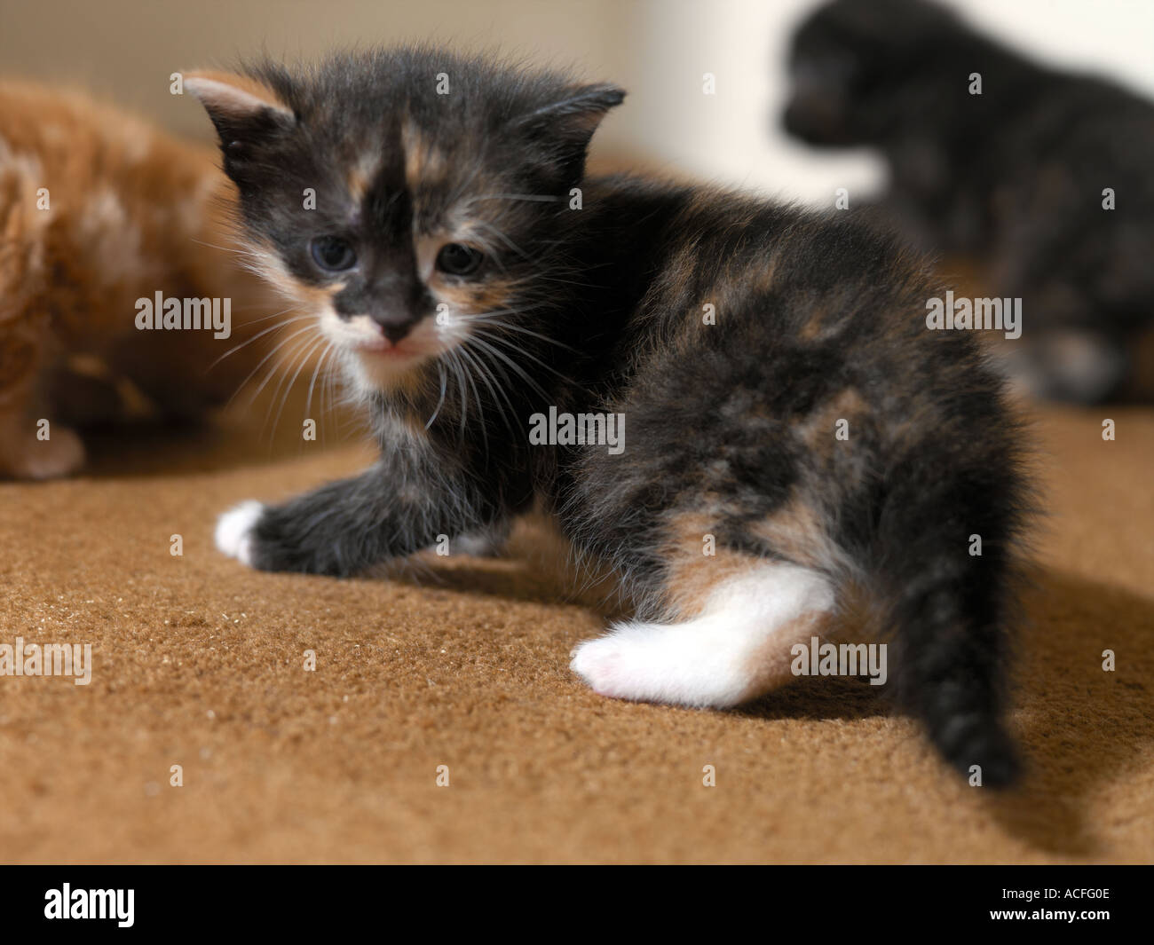 Three week hi-res stock photography and images - Alamy