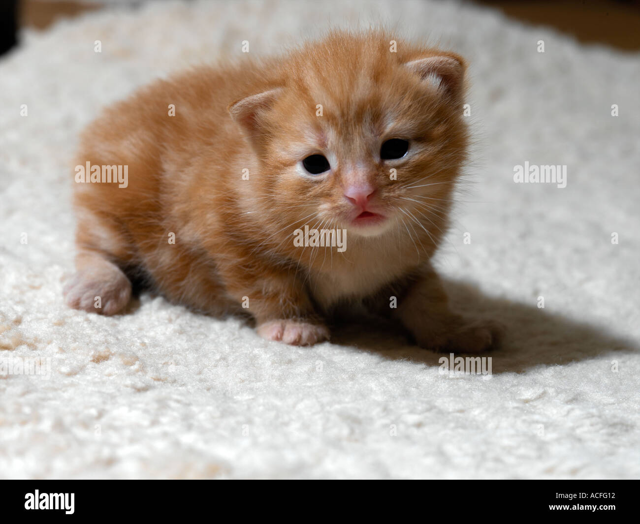 Two Week Old Ginger Kitten Stock Photo - Alamy