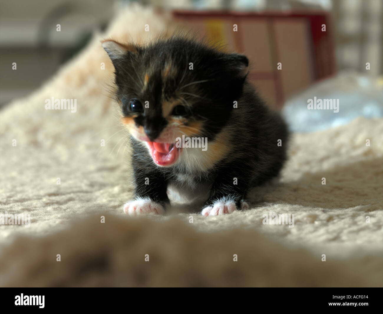 Miaowing hi-res stock photography and images - Alamy