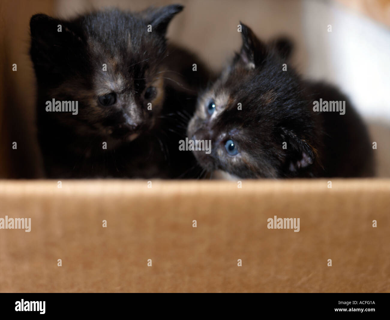 Tortoiseshell kittens hi-res stock photography and images - Alamy