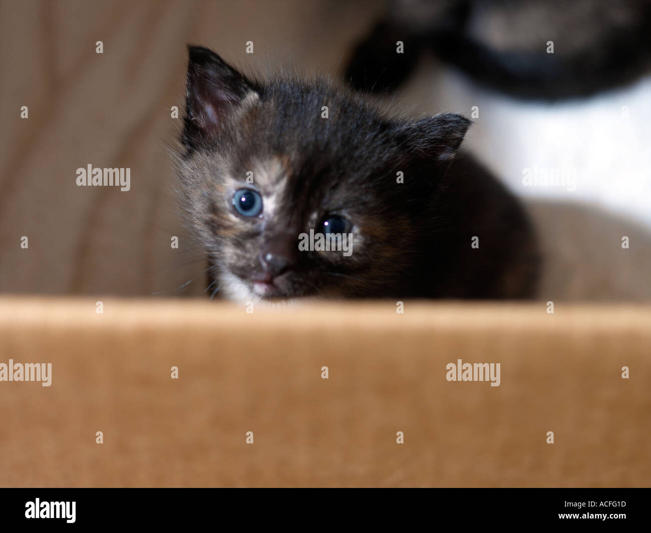 Tortoiseshell And White Cat With Blue Eyes