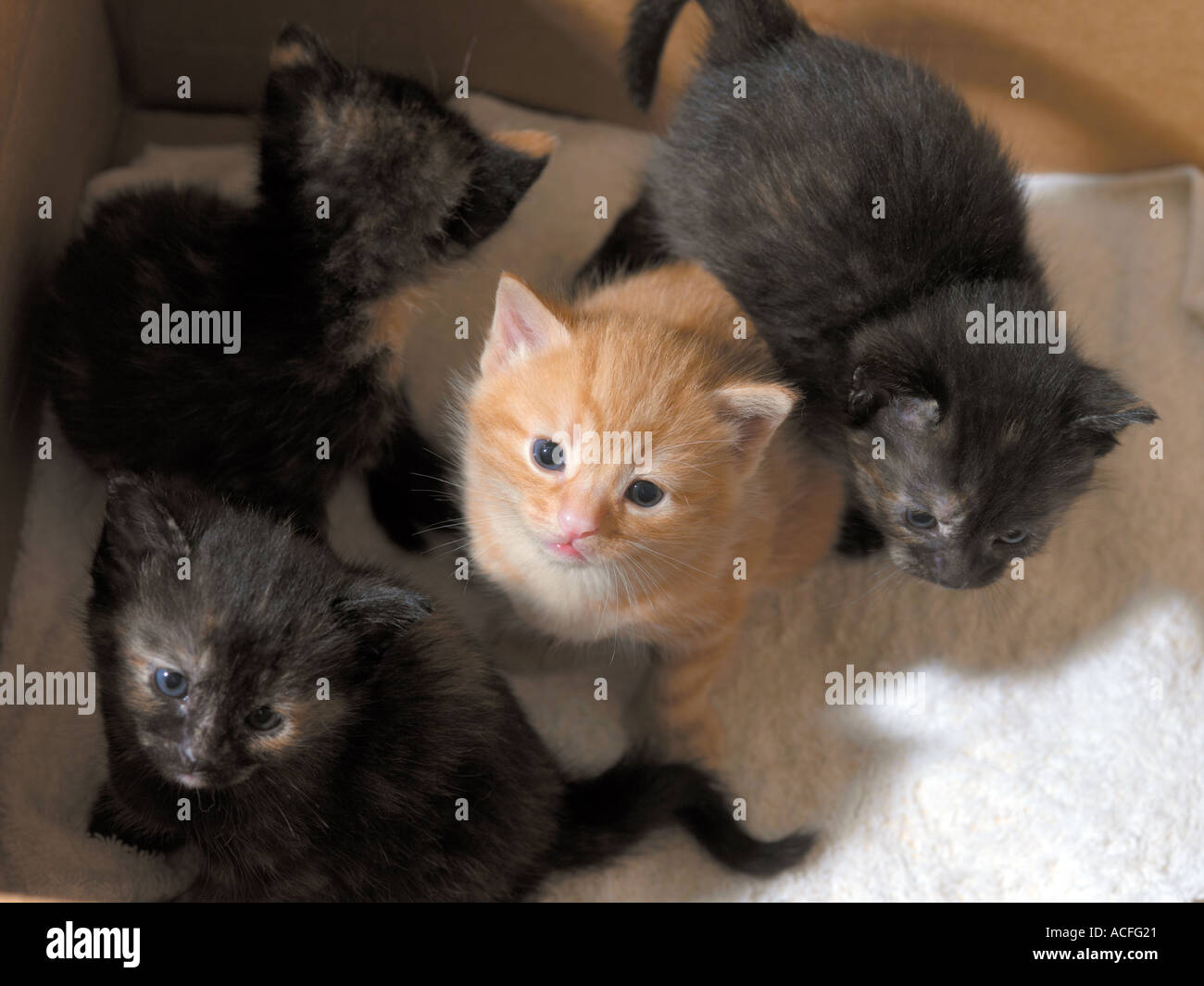 Kittens a box hi-res stock photography and images - Alamy