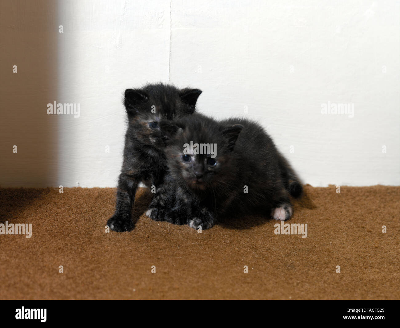 Three weeks old hi-res stock photography and images - Alamy