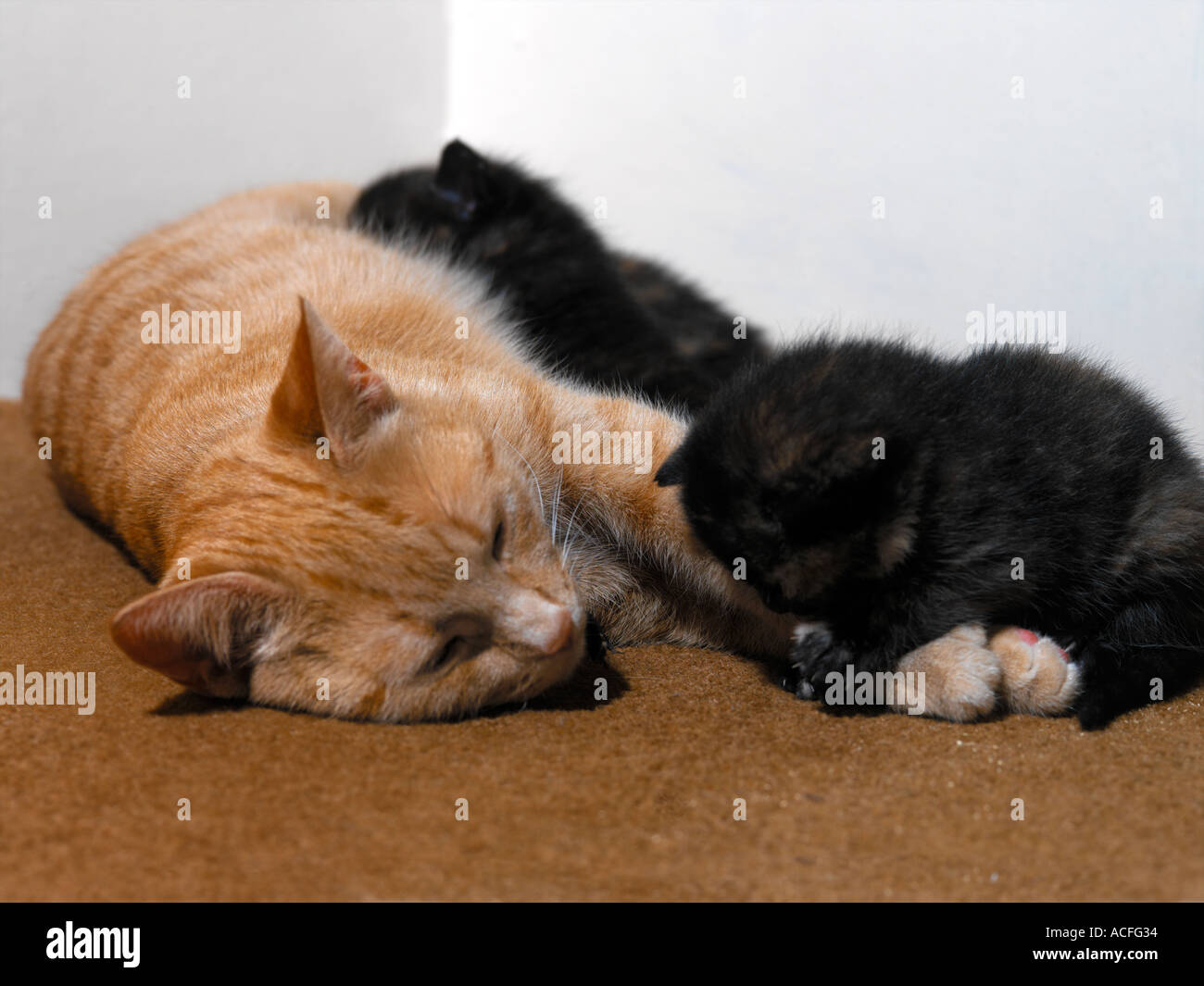 Mother Cat Two Week Old Kitten Stock Photo - Alamy