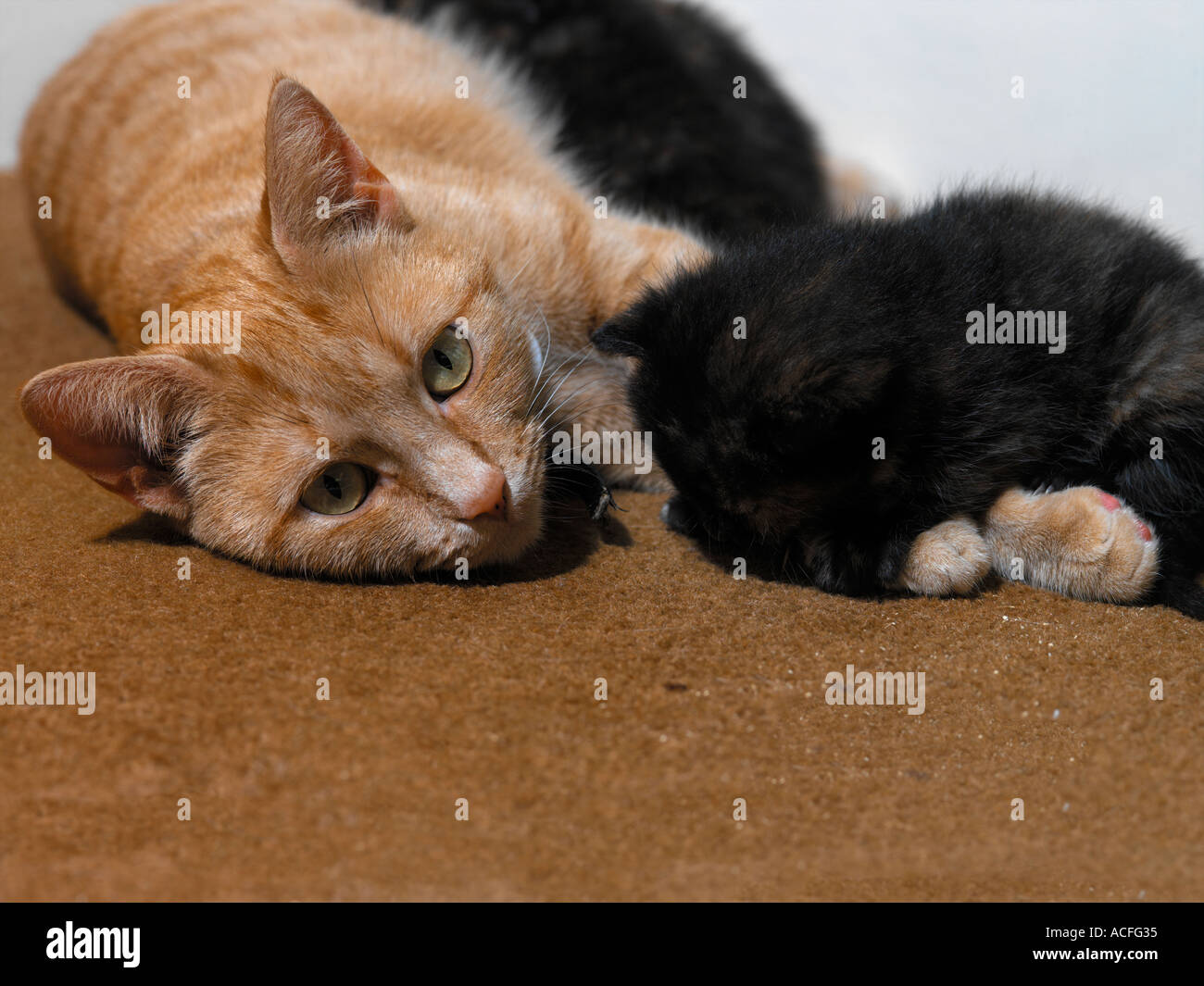 Mother cat two kittens hi-res stock photography and images - Alamy
