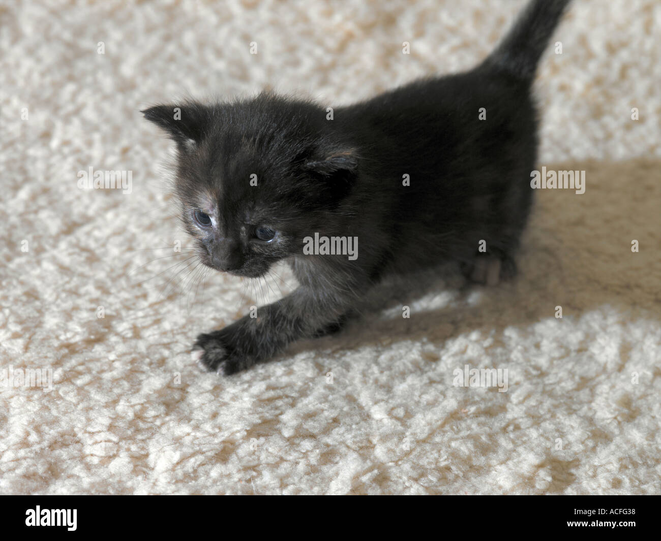 Two Week Old Black Kitten Stock Photo - Alamy