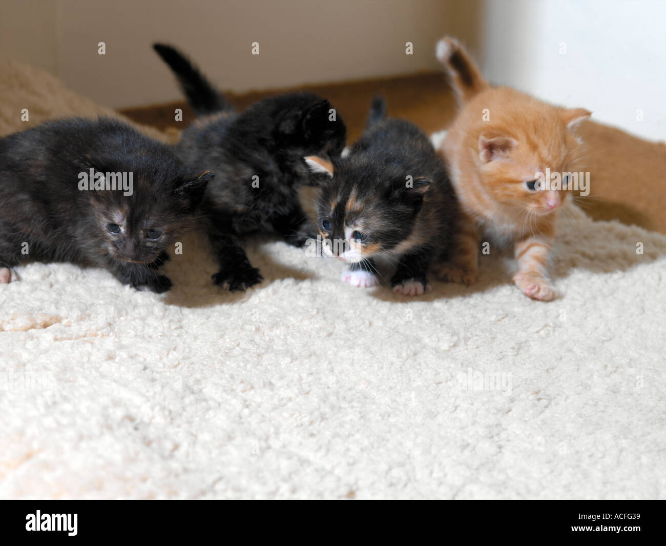 Four week old kittens hi-res stock photography and images - Alamy