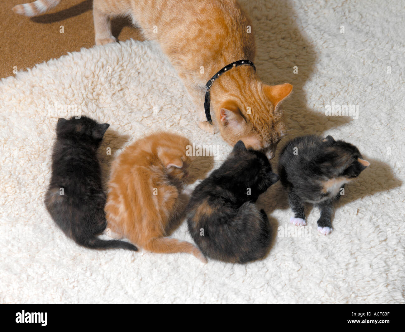 Mother cat two kittens hi-res stock photography and images - Alamy
