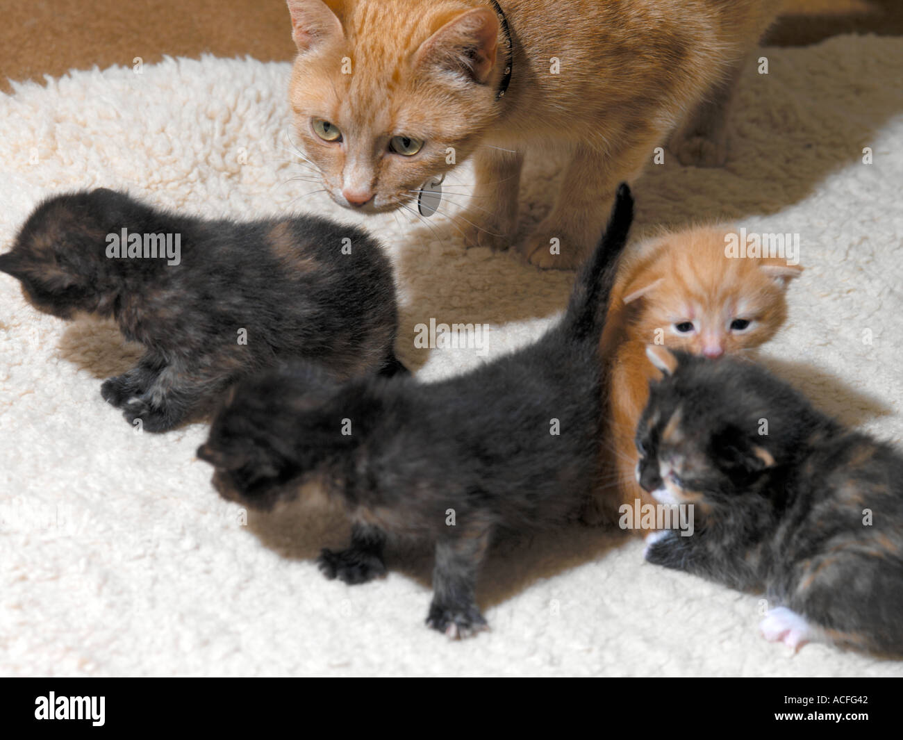 Mother Cat Two Week Old Kittens Stock Photo - Alamy