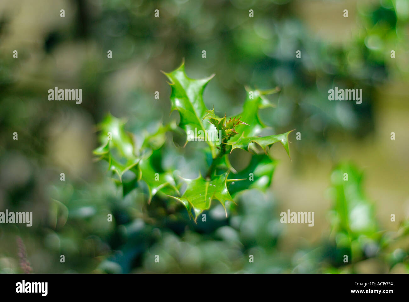 Spiky holly hi-res stock photography and images - Alamy