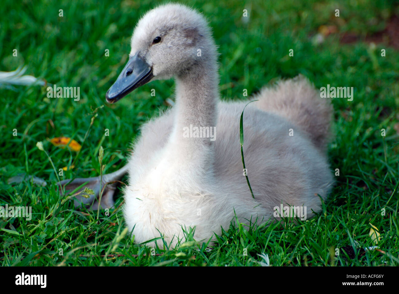 Baby Swan , Cygnet Stock Photo - Alamy