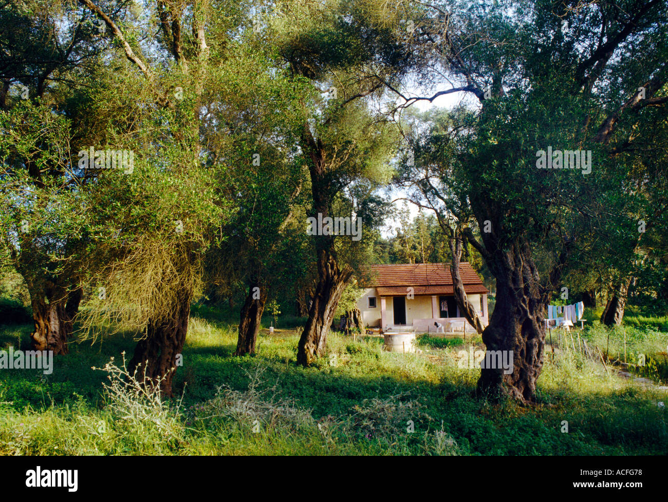 Corfu Greece Olive Trees White Washed Cottage Stock Photo - Alamy