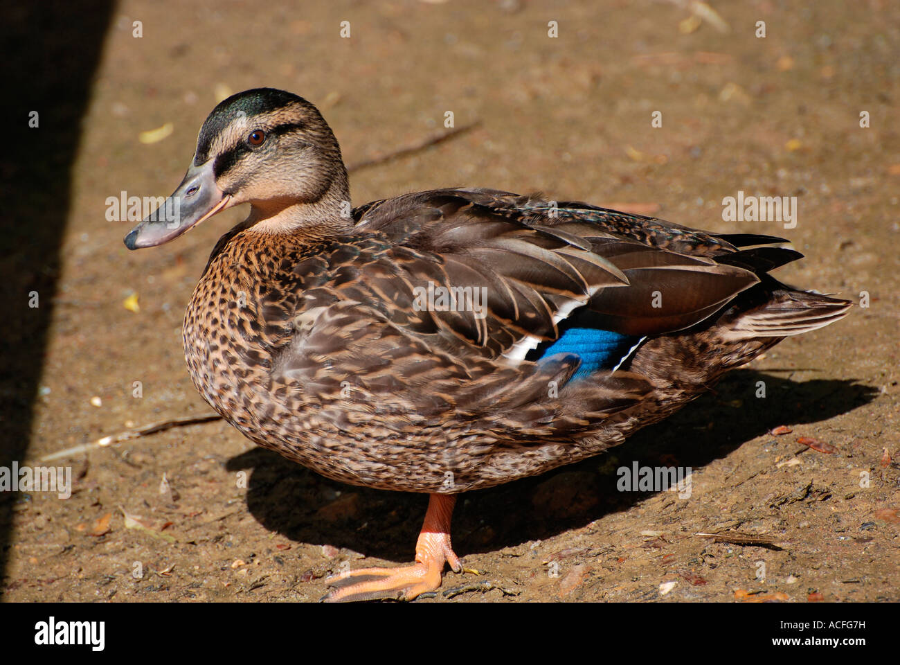 Female Mallard Duck Stock Photo - Alamy