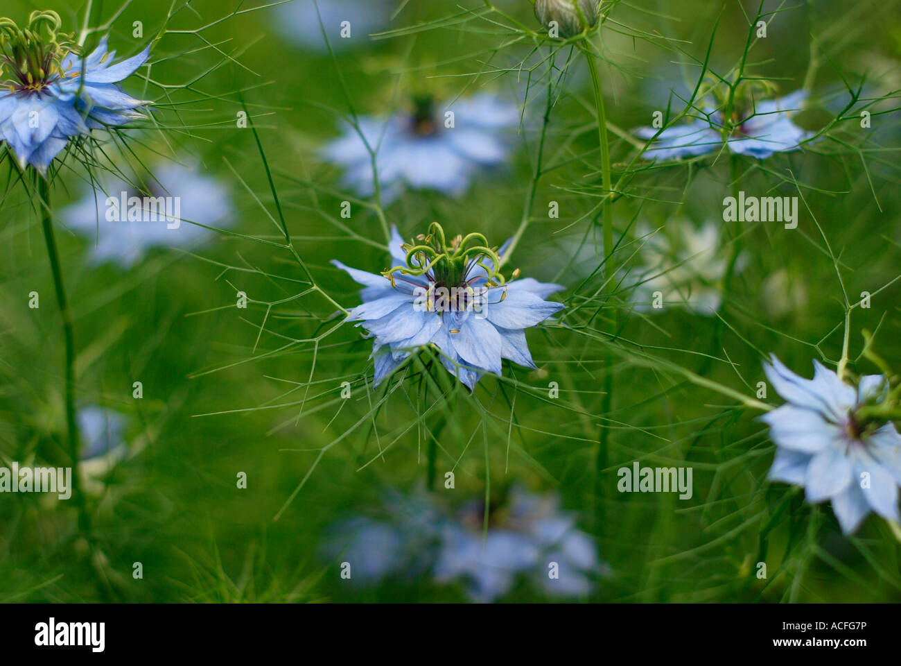 Love in the mist Stock Photo - Alamy