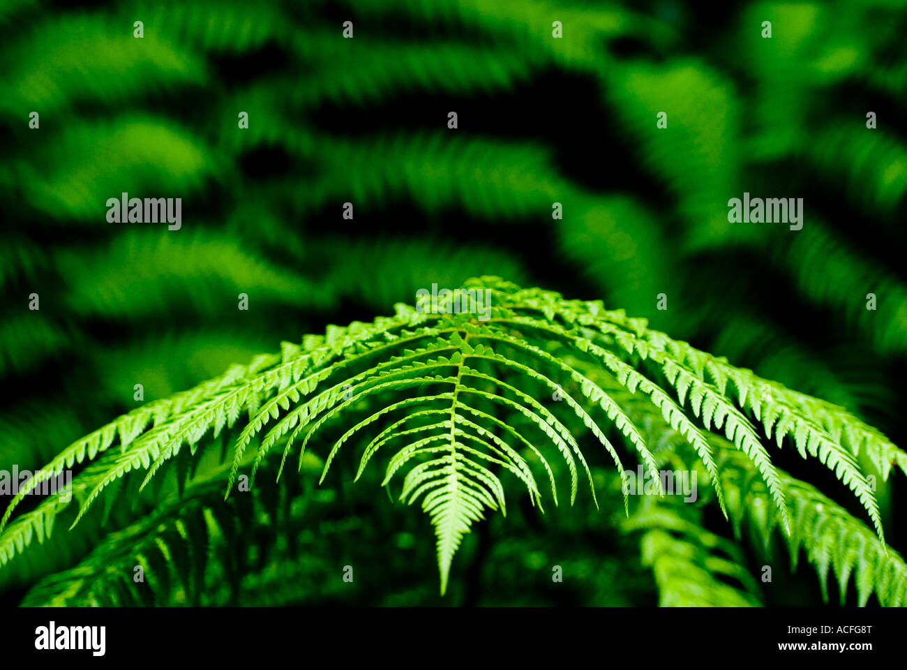 Megaphylls hi-res stock photography and images - Alamy
