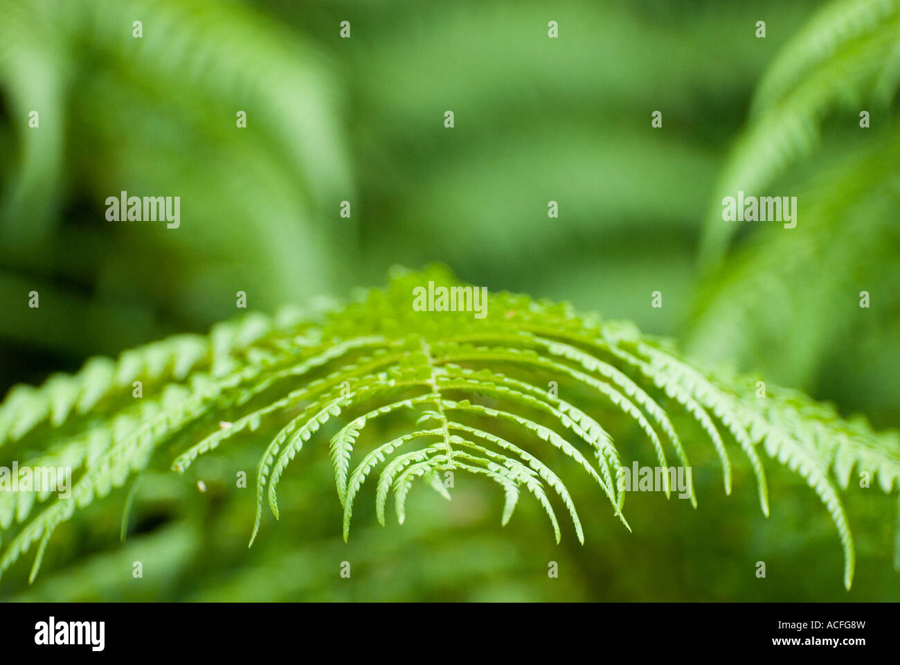 Fern megaphylls hi-res stock photography and images - Alamy