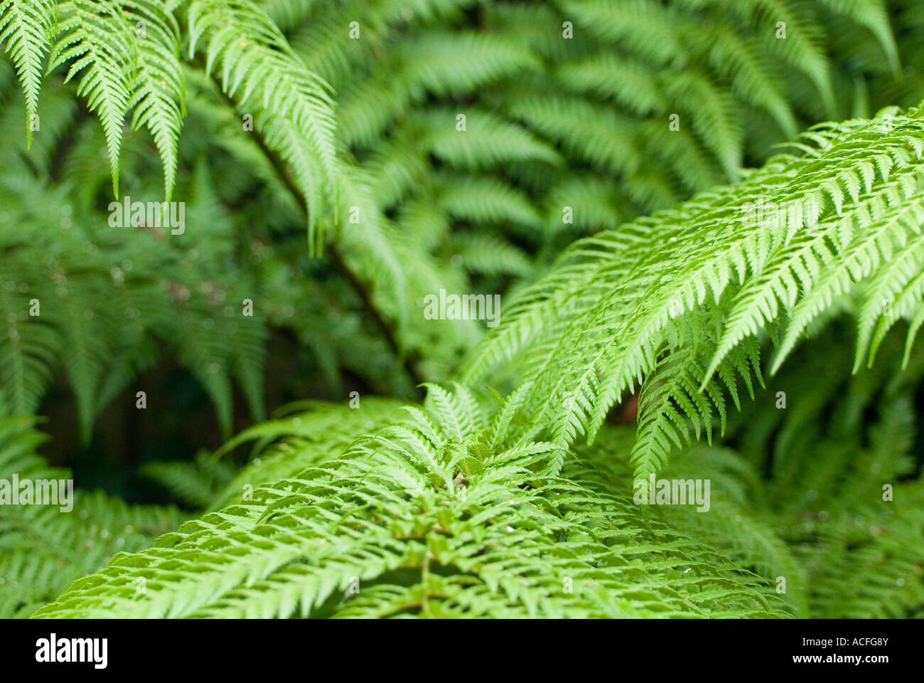 Fern megaphylls hi-res stock photography and images - Alamy